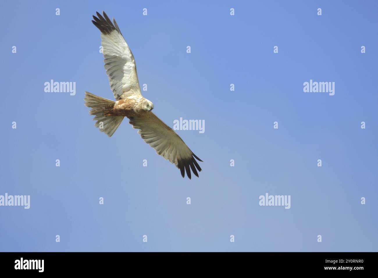Male western marsh-harrier (Circus aeruginosus) in flight, Texel, North ...