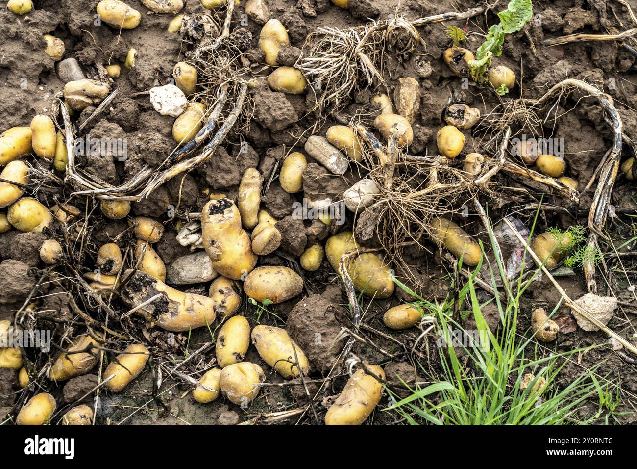 Potato field near Bedburg, flooded after heavy rainfall, many potato ...