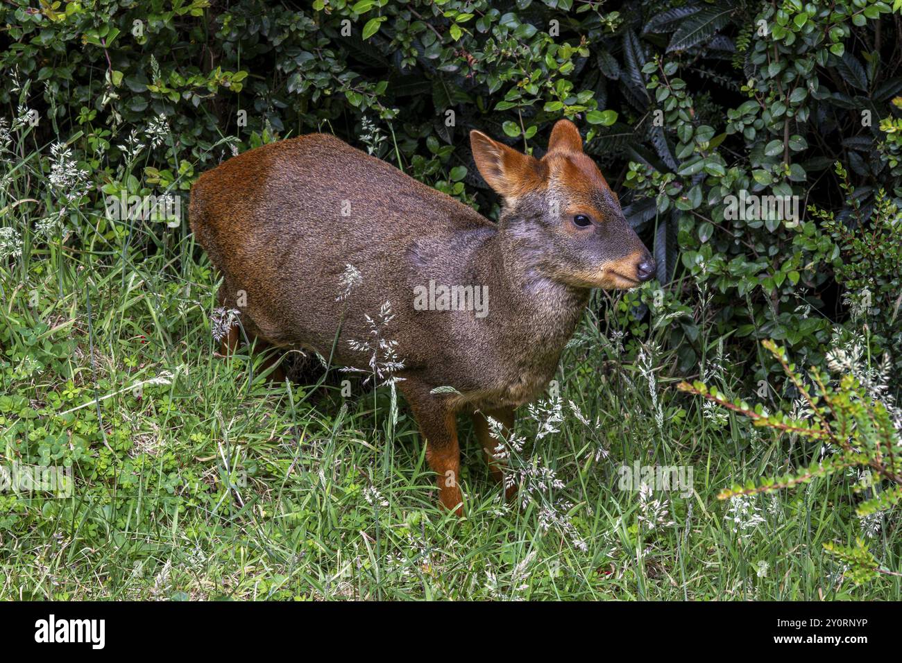 Southern pudu (P. puda), Parque Tepuhueico, Chiloe, Chile, South ...