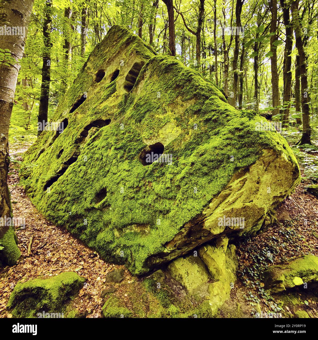 Rock covered with moss in a natural forest, Mullerthal region ...
