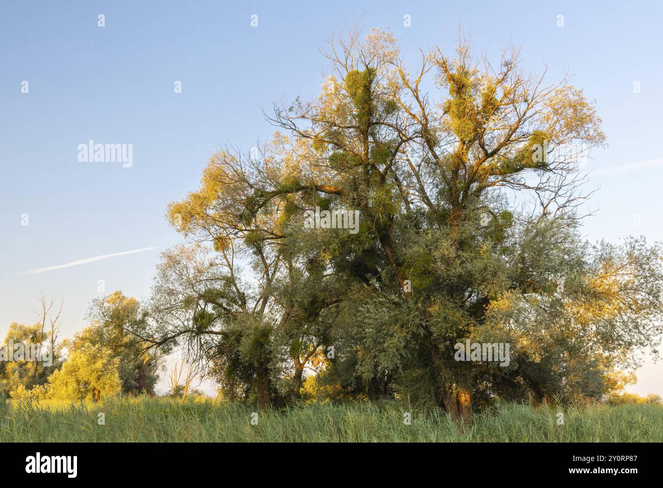Willow (Salix), willow family (Salicaceae), Lake Constance, Eriskircher Ried nature reserve ...