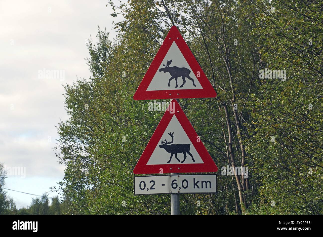 Warning signs for moose along a road through the dense forest, Troms ...