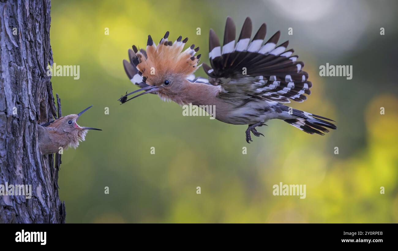 Hoopoe (Upupa epops) Bird of the Year 2022, male feeding young bird at ...