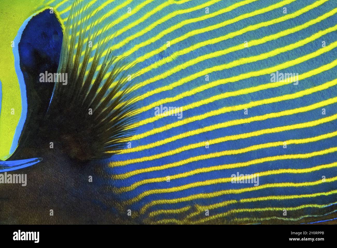 Extreme close-up of pectoral fin and coloured scales Fish scales of ...