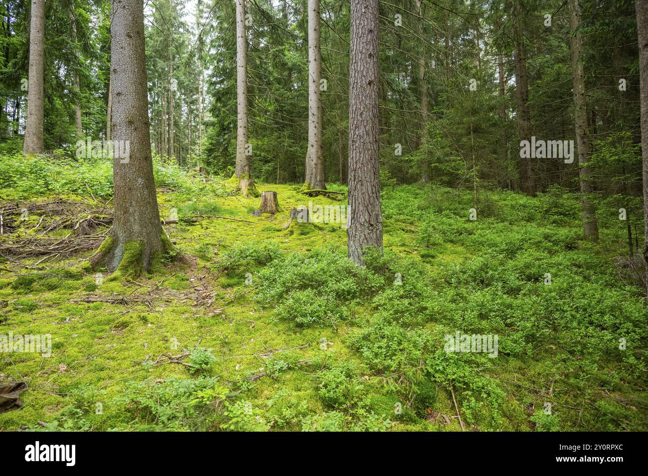 Scots pine (Pinus sylvestris) and Norway spruce (Picea abies) tree ...