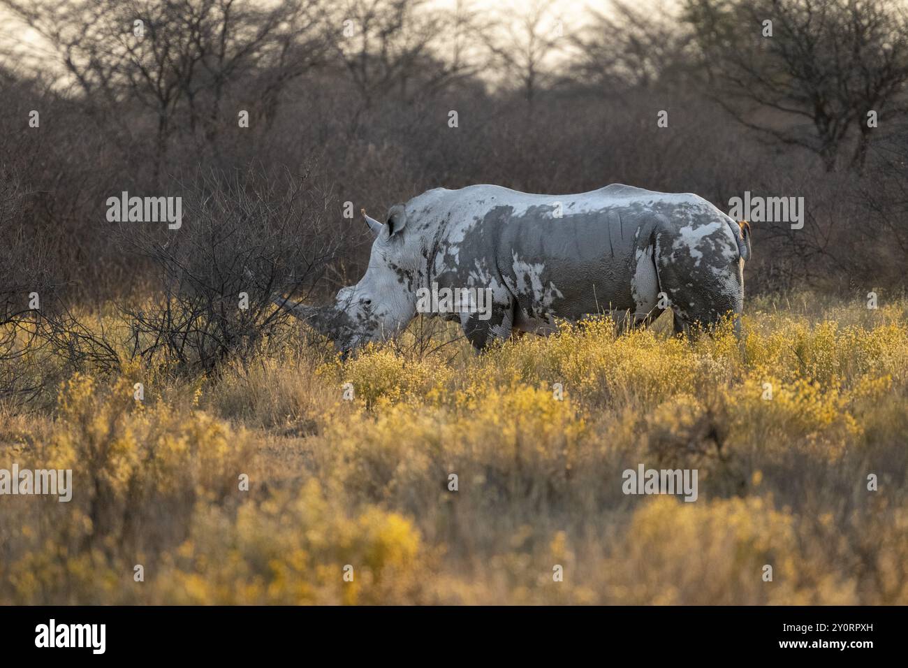 Southern white rhinoceros (Ceratotherium simum simum), in a flower ...