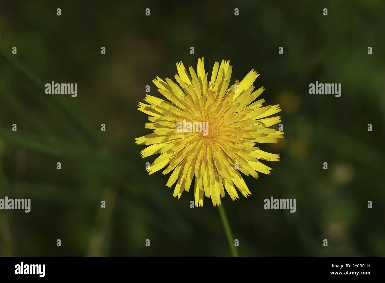 Mouse-ear hawkweed, also known as Lesser mouse-eared hawkweed or mouse ...