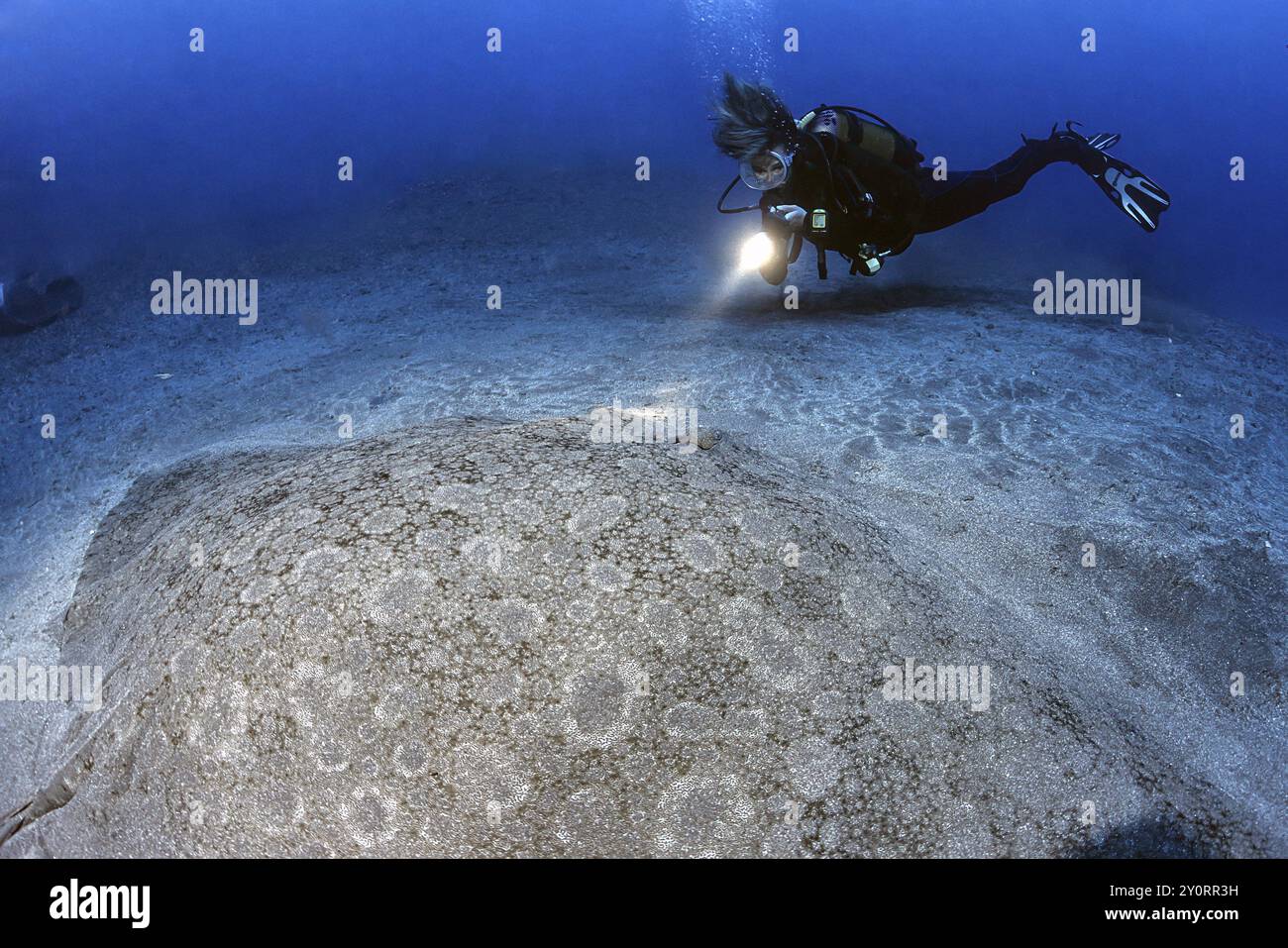 Diver diver looking at swims in front of illuminated large butterfly ...