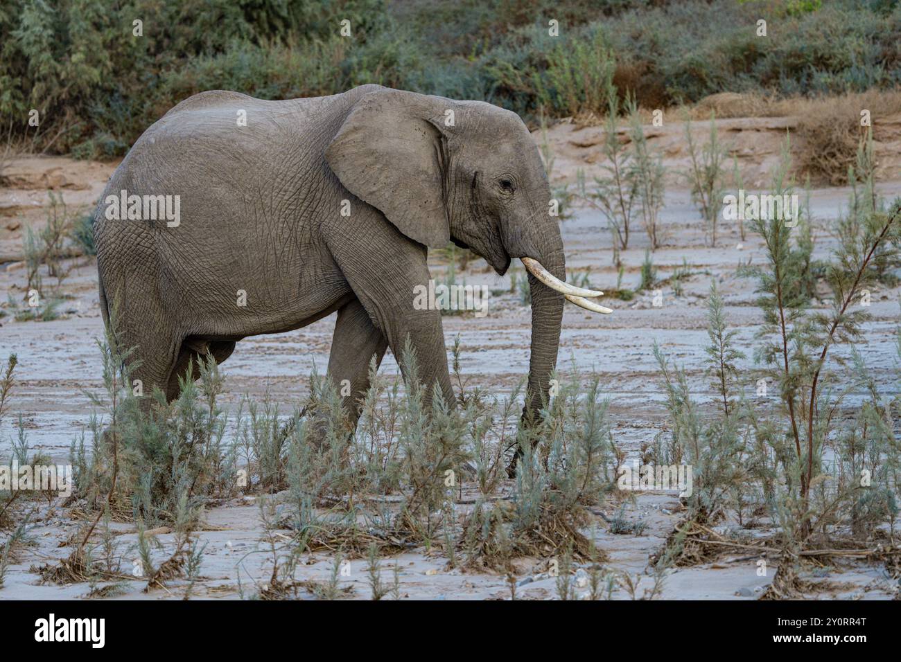 Desert-adapted elephant(s) (Loxodonta africana) in the Namib desert of ...