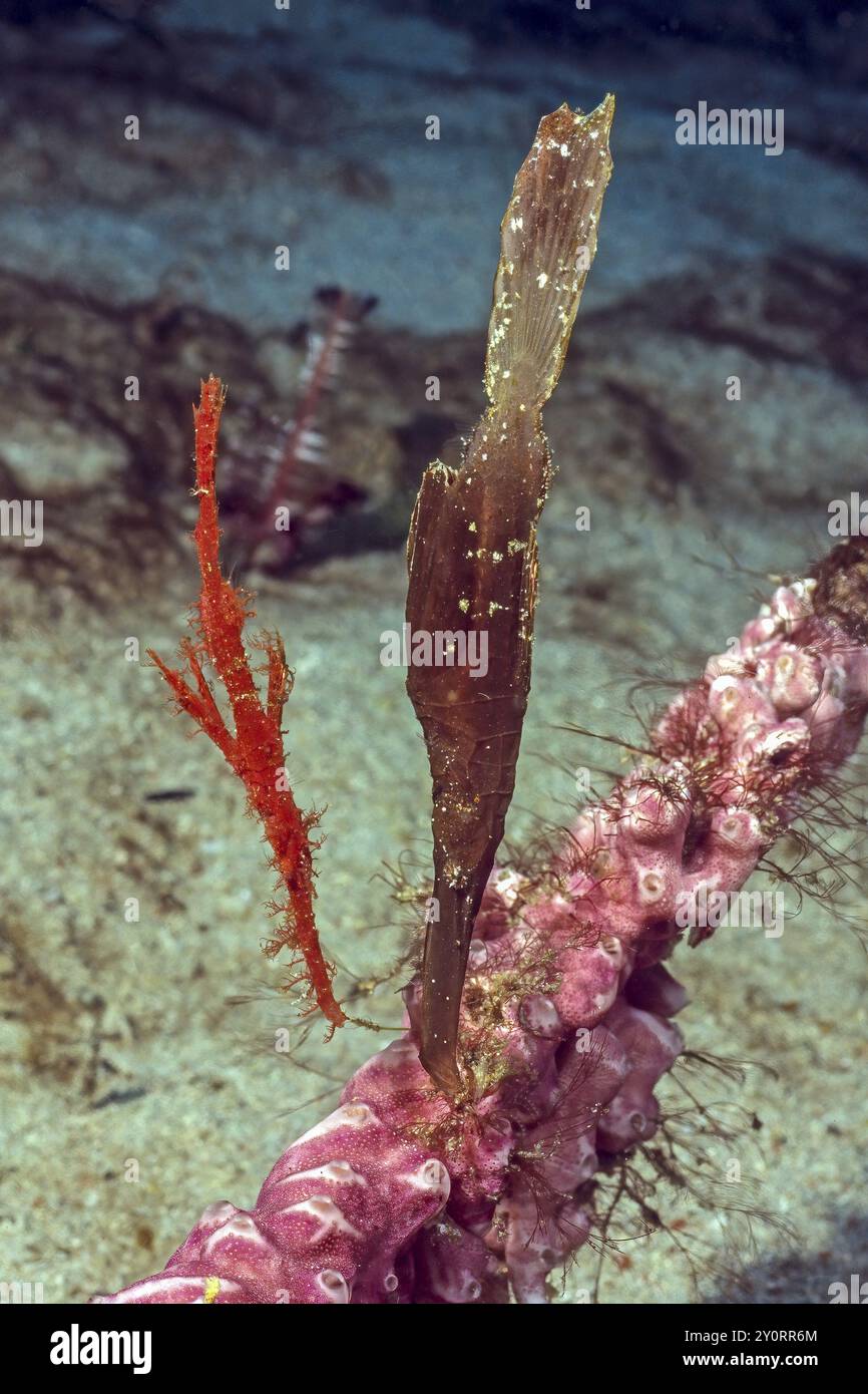 Left red coarse-snouted ghostfish (Solenostomus paegnius) Right Robust ...