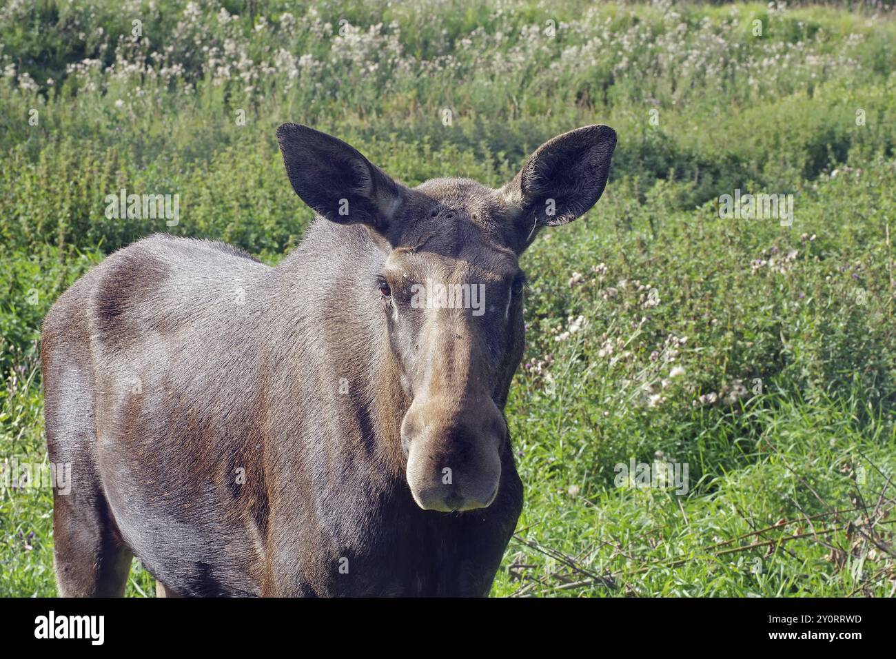 Moose in a green landscape in summer, heraldic animal, Jaemtland ...