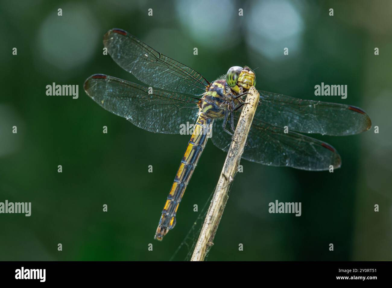 A Dragonfly perched on a tree branch and nature background, Selective ...
