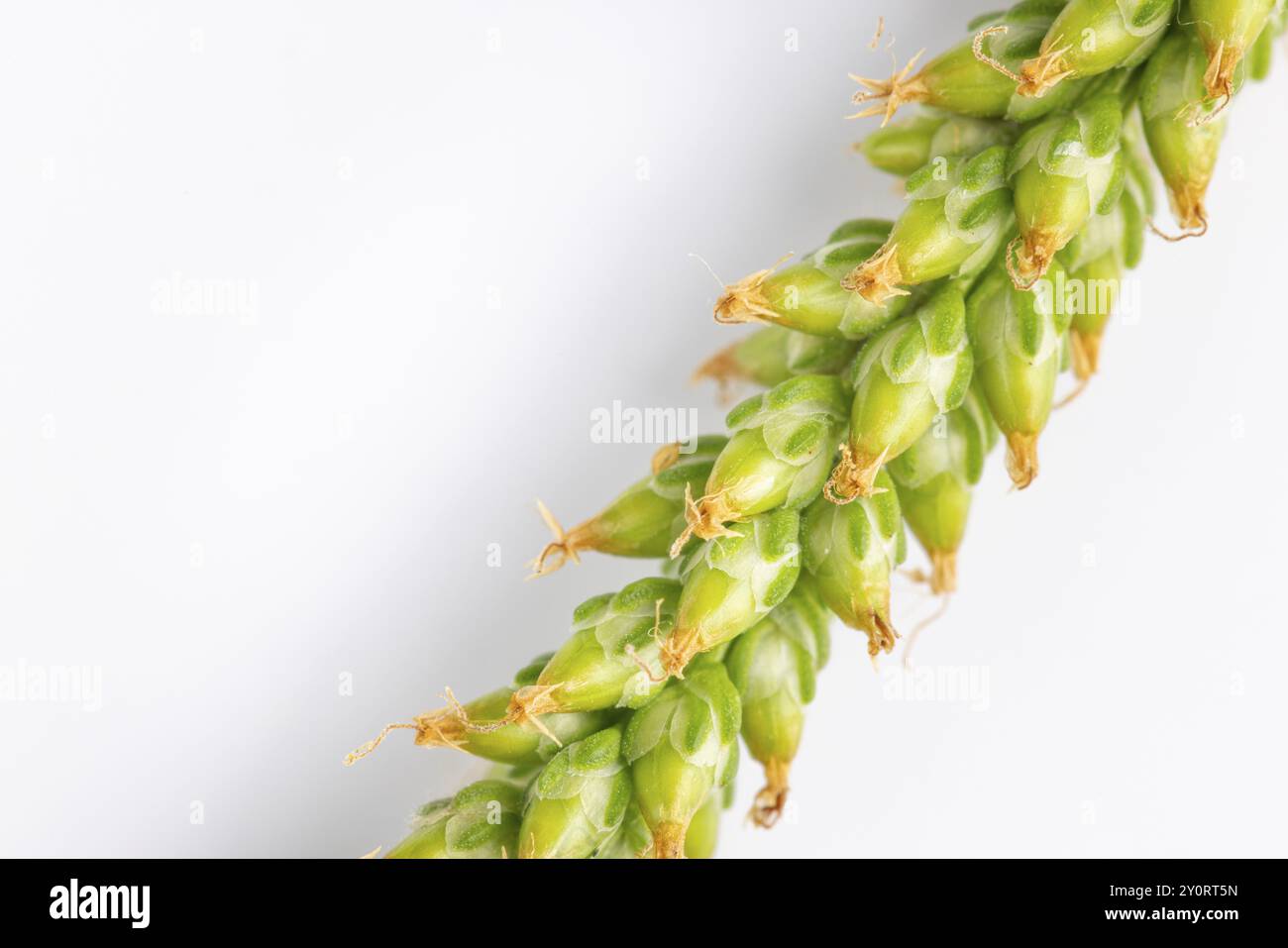 Close-up, green seed head of broad-leaved plantain (Plantago major ...