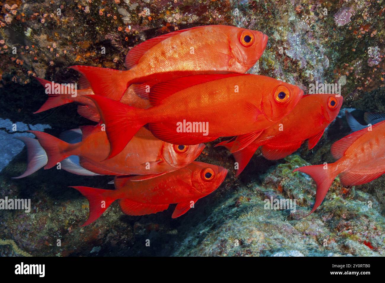 Big Coral Fish