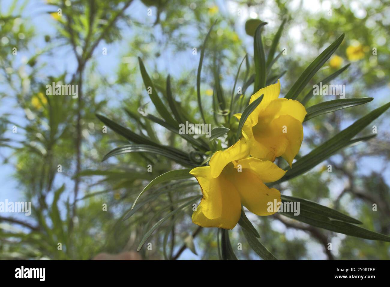 Yellow oleander (Thevetia peruviana), yellow blossom, tree, view from ...