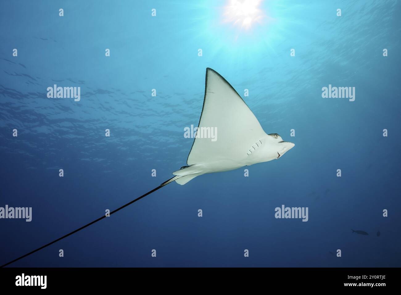 Spotted eagle ray (Aetobatus ocellatus) swimming in front of blue sea ...