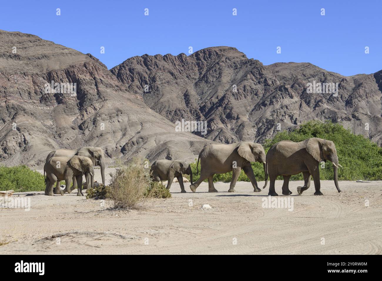 Desert elephants (Loxodonta africana) in the Hoanib dry river ...