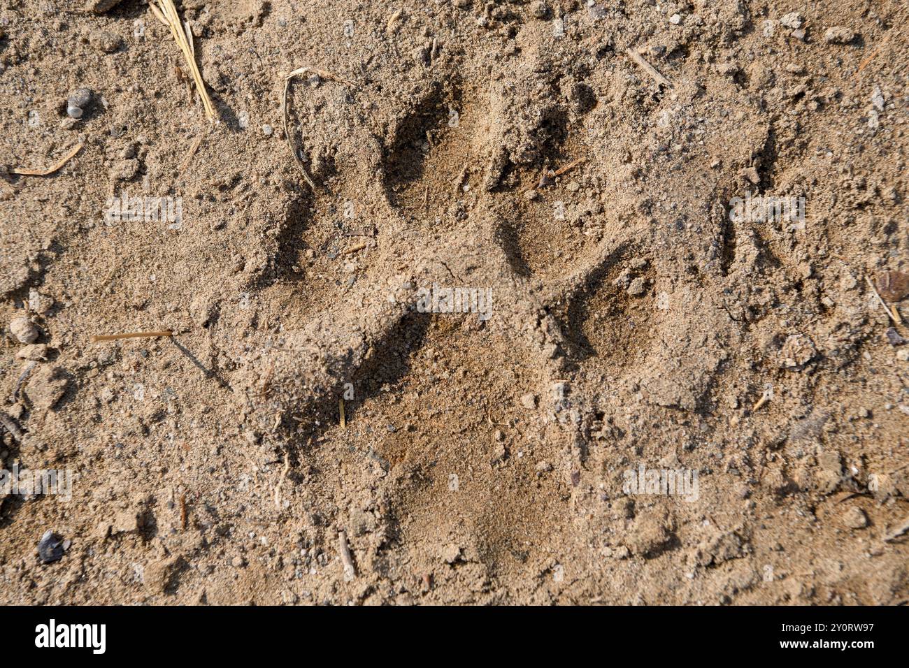 Lion track (Panthera leo) in the Hoanib dry river, female animal ...