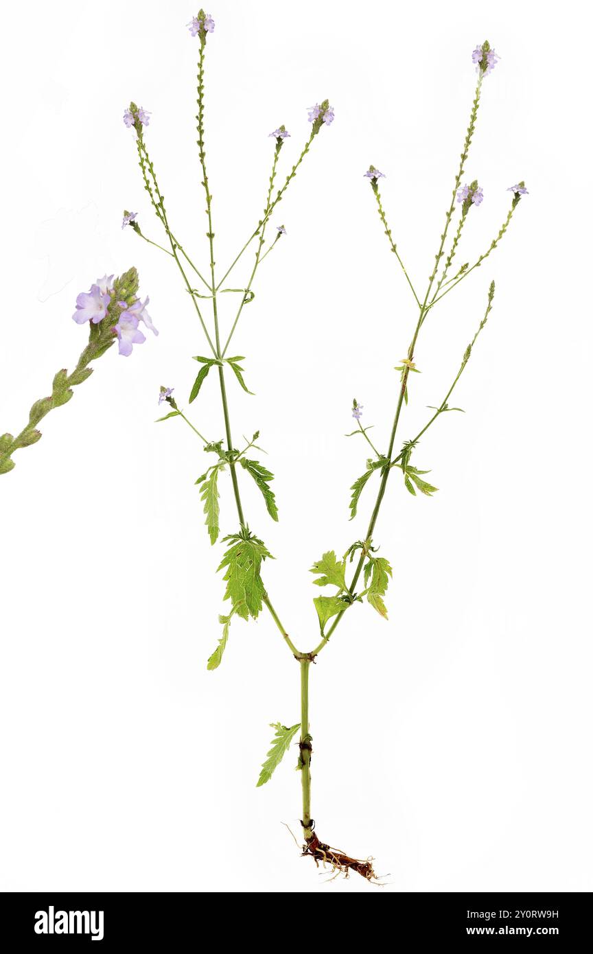 Common vervain (Verbena officinalis) with root on white background ...
