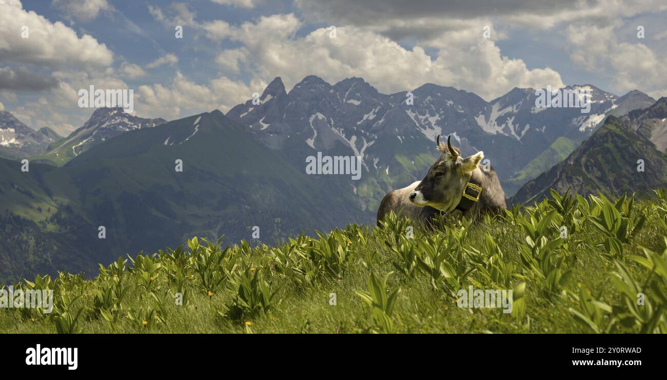 Allgaeu brown cattle (Bos primigenius taurus) on the Fellhorn, behind ...