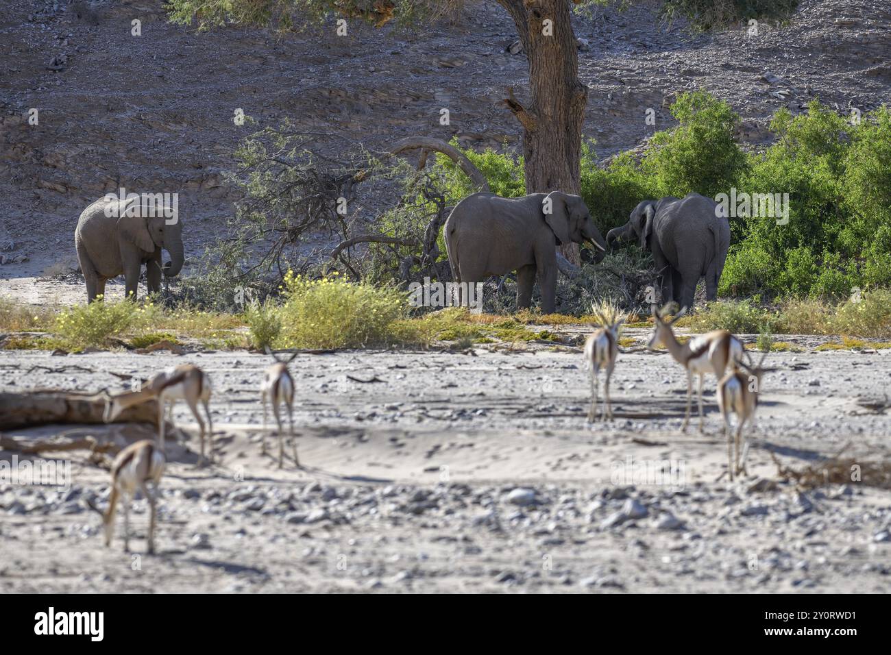 Angolan springboks (Antidorcas angolensis) and desert elephants ...
