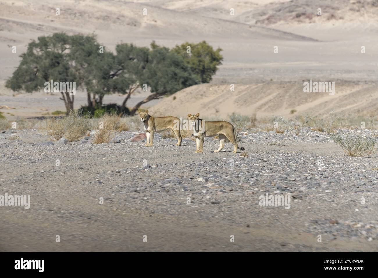 Desert lions (Panthera leo) in the Hoanib dry river, females, Kaokoveld ...