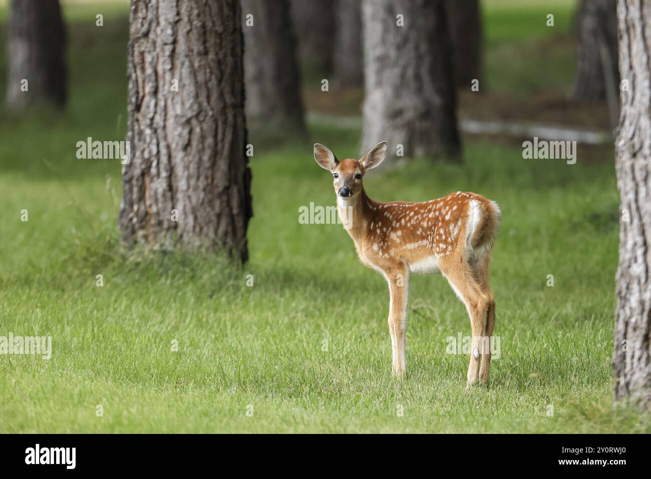 A side view of a cute fawn in a grassy field near Newman Lake ...