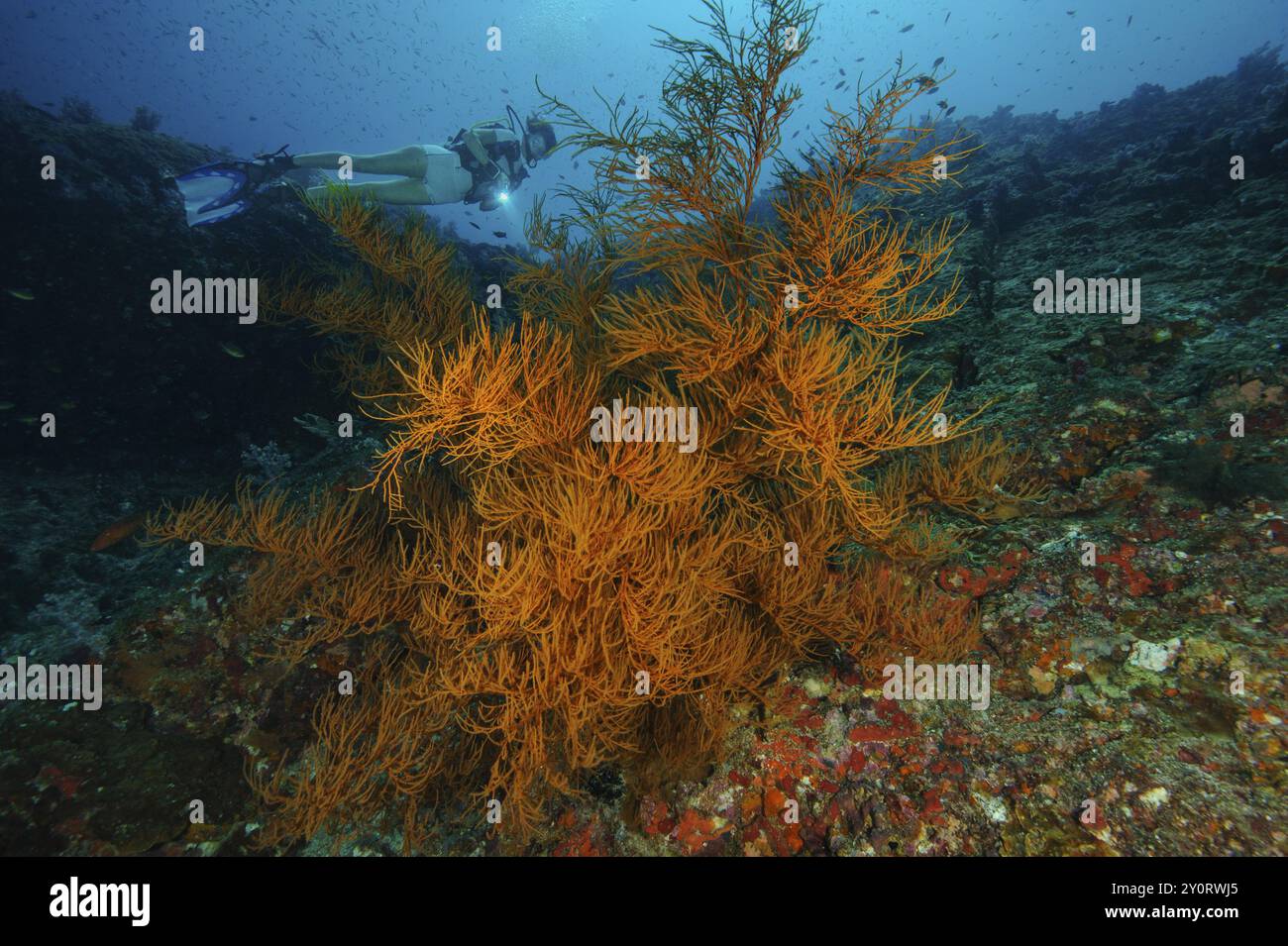 Black coral (Antipathes dichotoma) horn coral, in the background diver ...