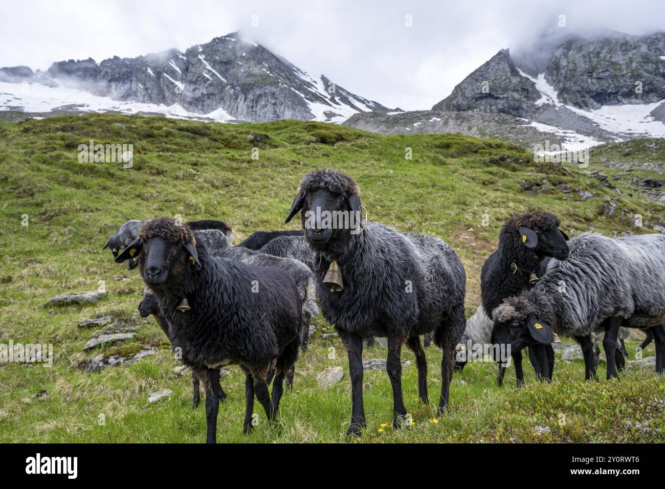 Black gray sheeps on nature hi-res stock photography and images - Alamy