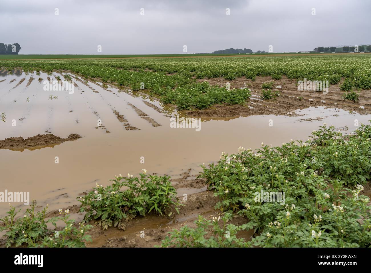 Potato field near Bedburg, flooded after heavy rainfall, many potato ...