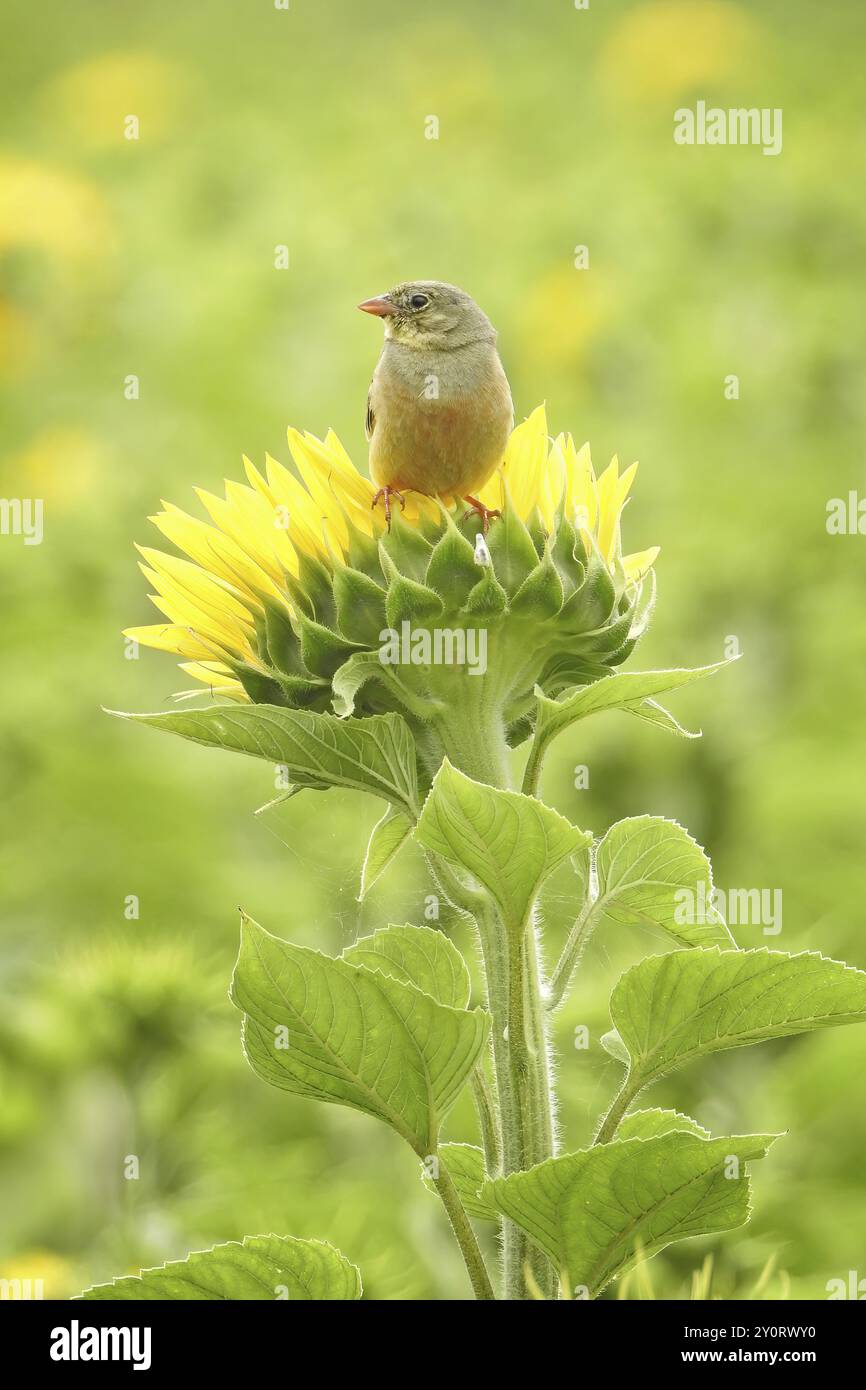 Ortolan bunting (Emberiza hortulana) Long-distance migrant, colourful ...