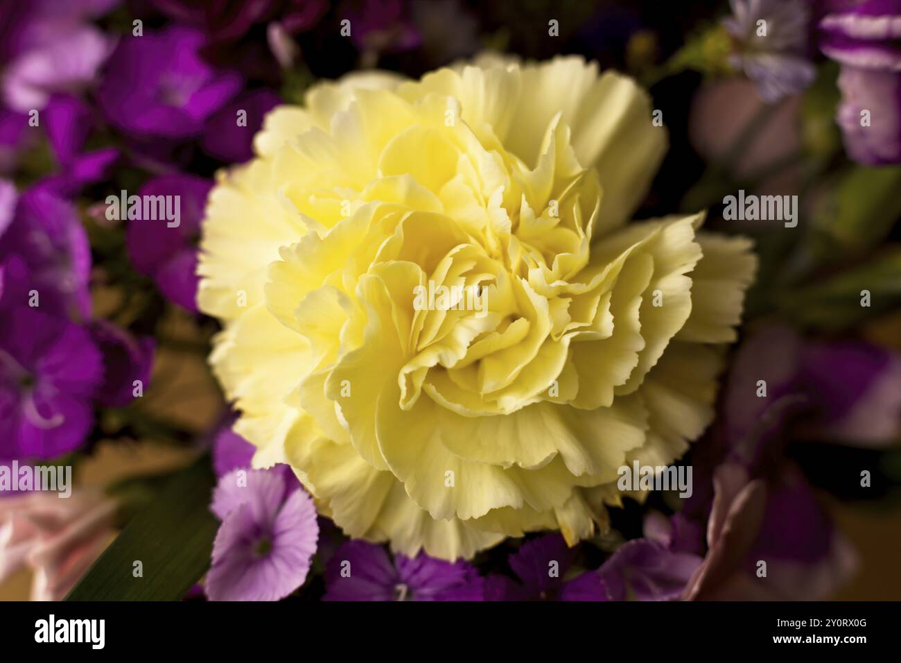 A close up photo of a bright yellow carnation standing out from purple ...