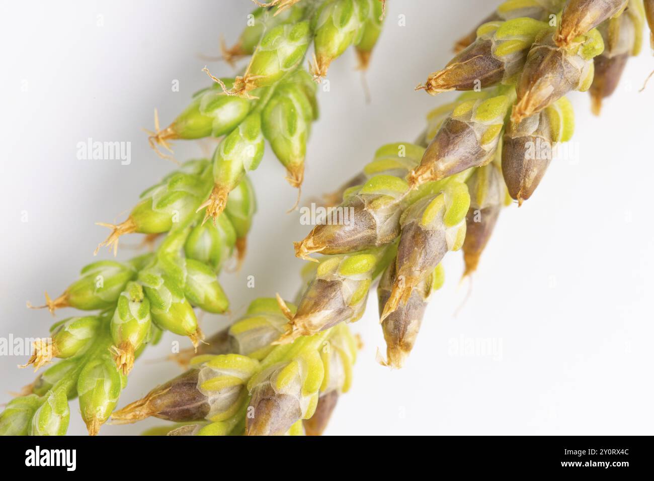 Close-up, seed heads of broad-leaved plantain (Plantago major) against ...