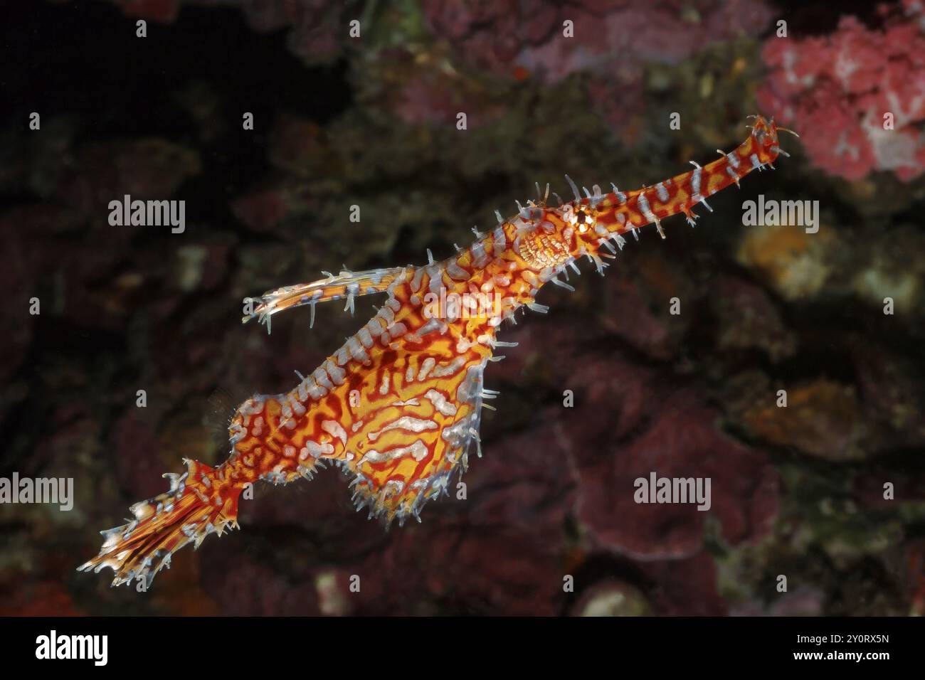 Ornate ghost pipefish (Solenostomus paradoxus) Ghost pipefish, ragged ...