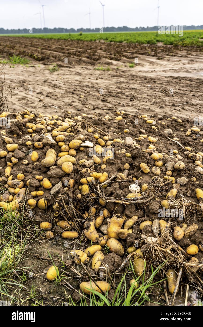 Potato field near Bedburg, flooded after heavy rainfall, many potato ...