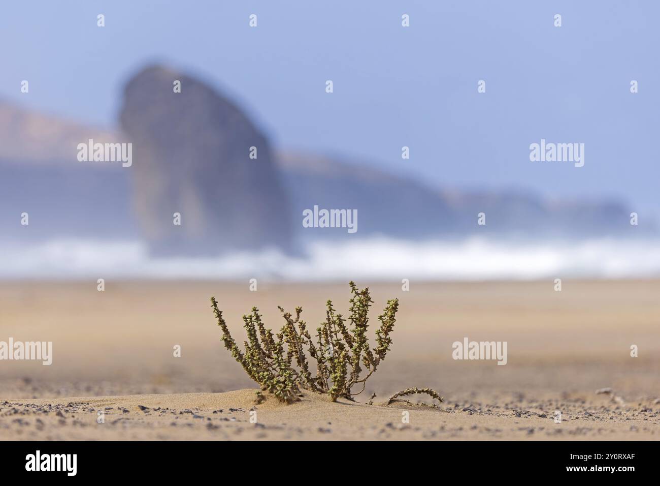 Sandy beach beach by the sea, swell pure nature, nature park with ...