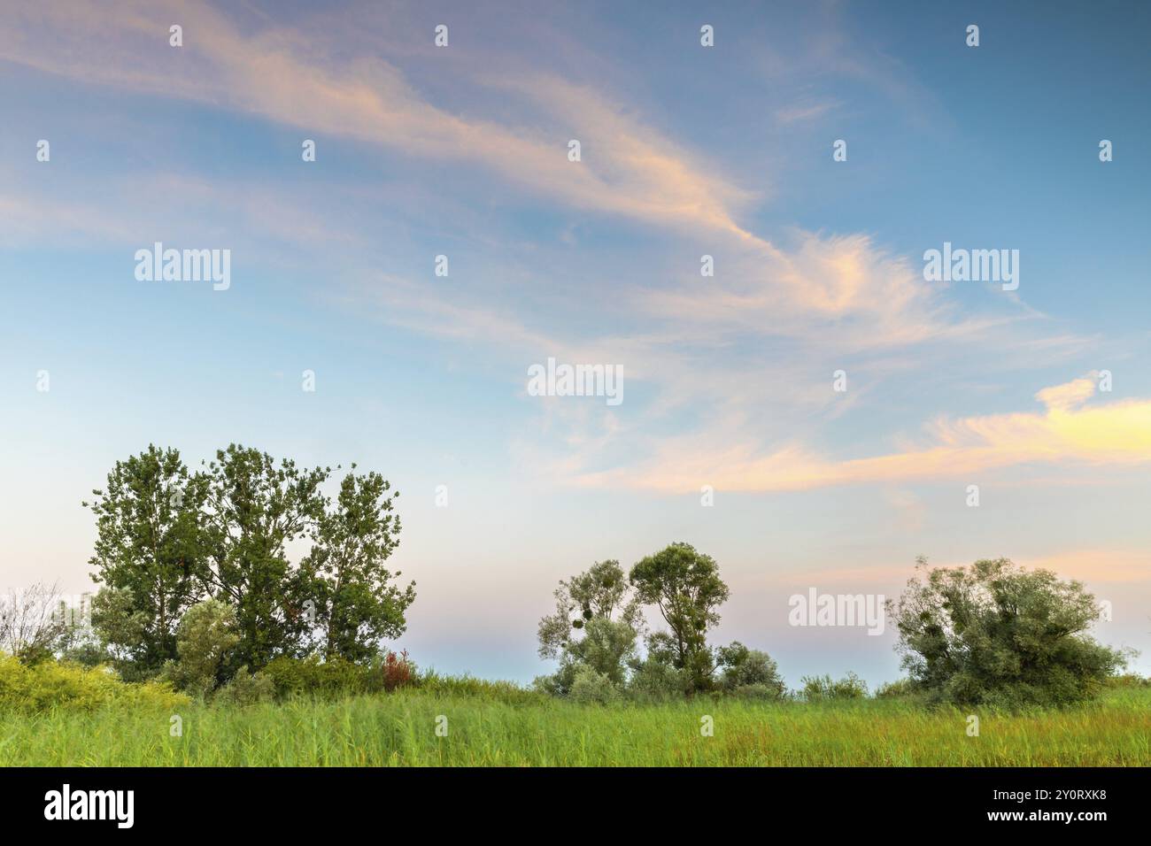 Willows (Salix), willow family (Salicaceae) in front of coloured clouds ...