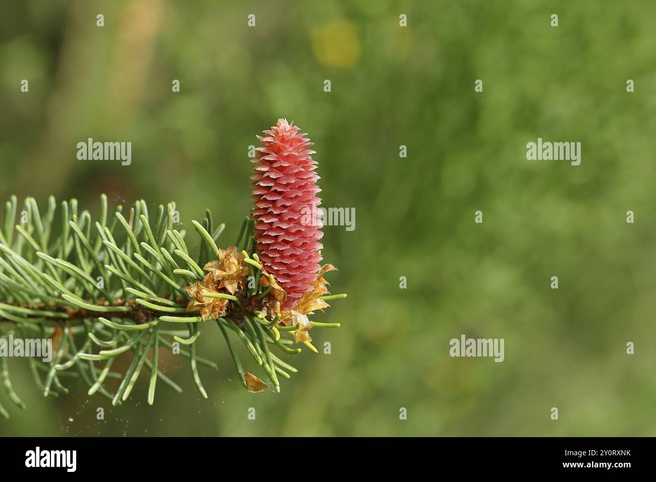 European spruce (Picea abies), inflorescence, female flower, becomes a ...