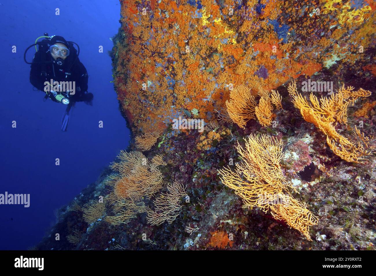 Diver Diver looking at illuminated dives along rock face Steep face of ...
