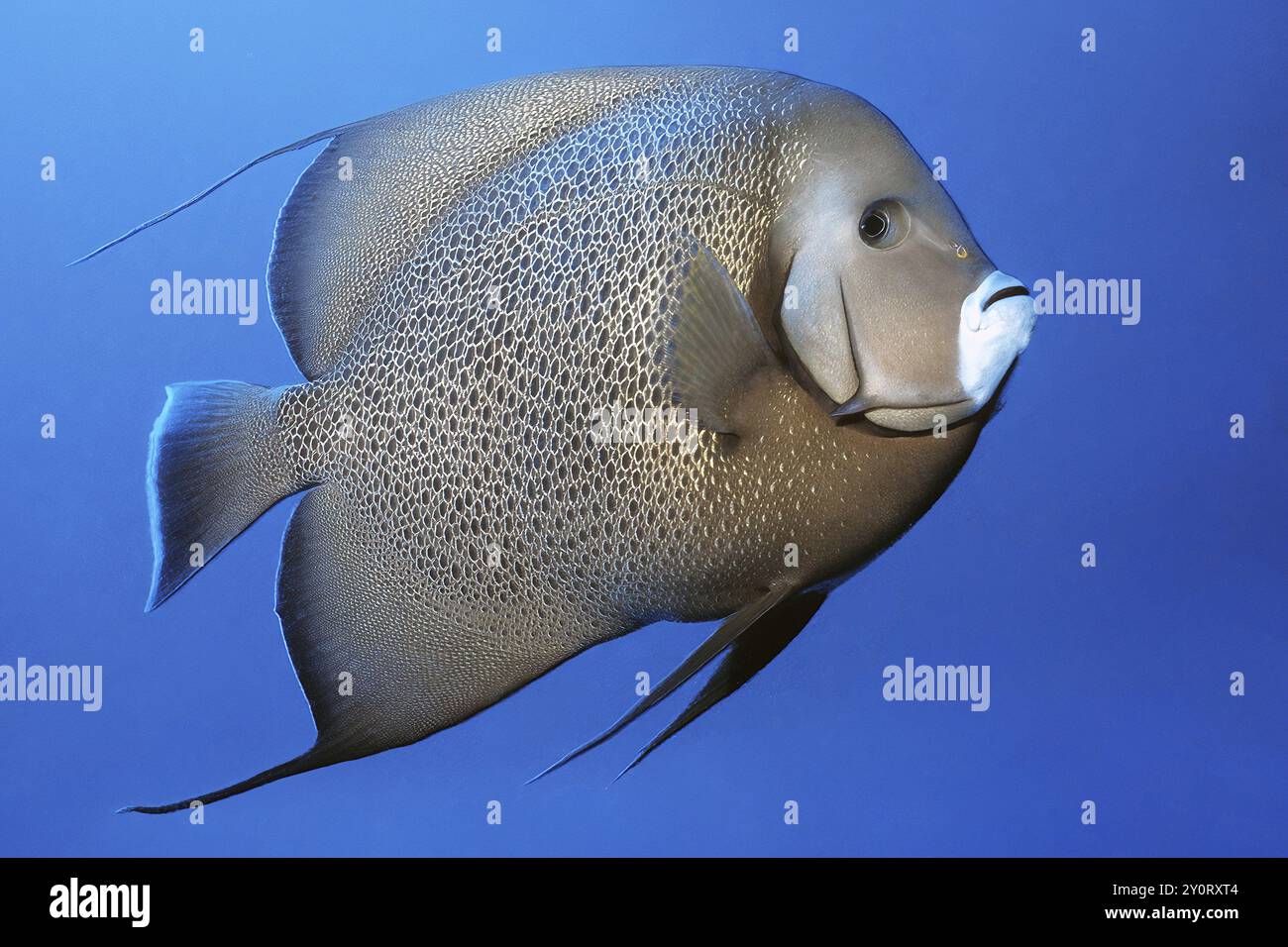 Gray angelfish (Pomacanthus arcuatus) swimming in front of blue sea ...