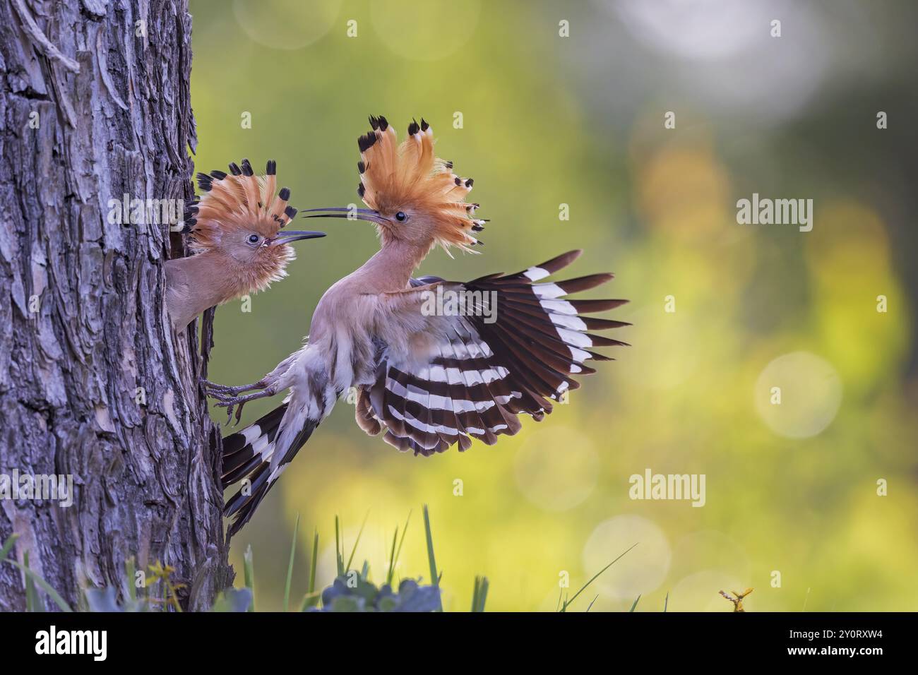 Hoopoe (Upupa epops) Bird of the Year 2022, male feeds young bird at ...