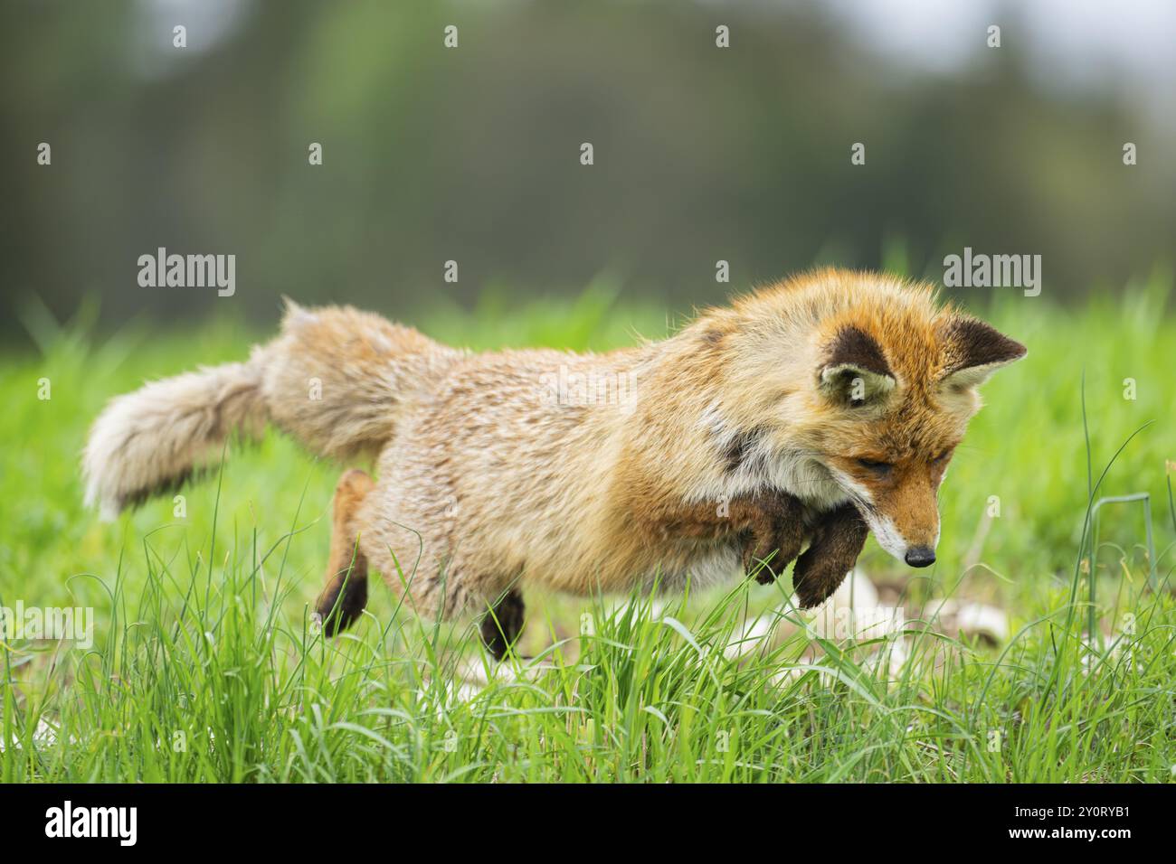 Leaping fox hi-res stock photography and images - Alamy
