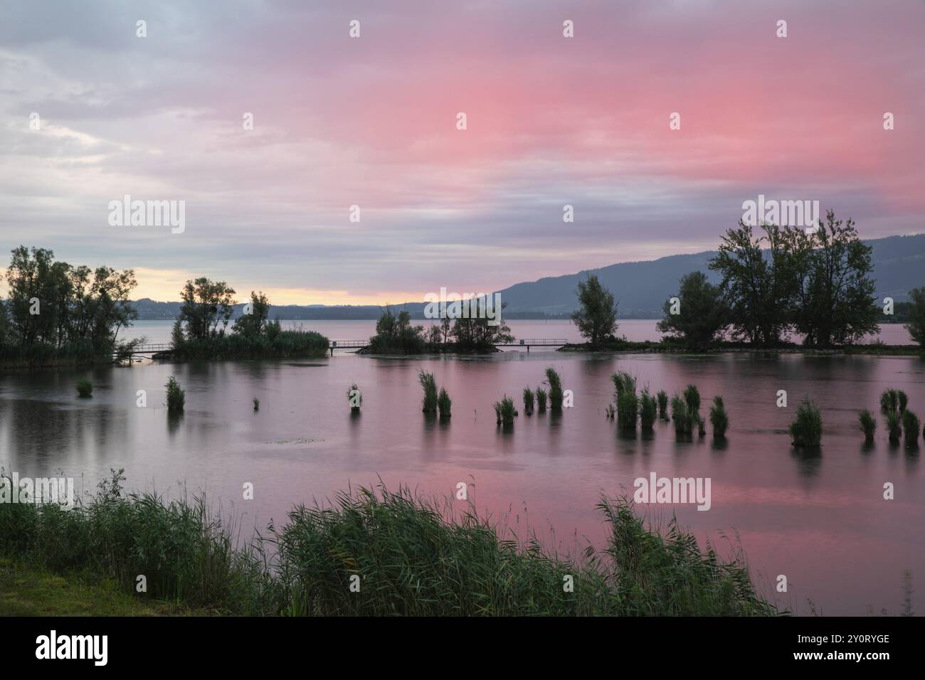 Common reed (Phragmites australis), true grasses (Poaceae), Lake ...