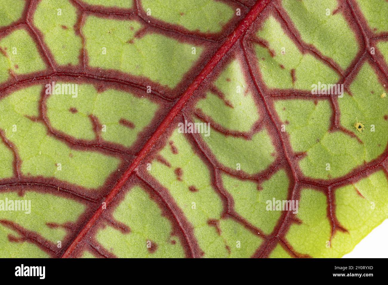Leaf of Rumex sanguineus with red veins in close-up, focus on botanical ...