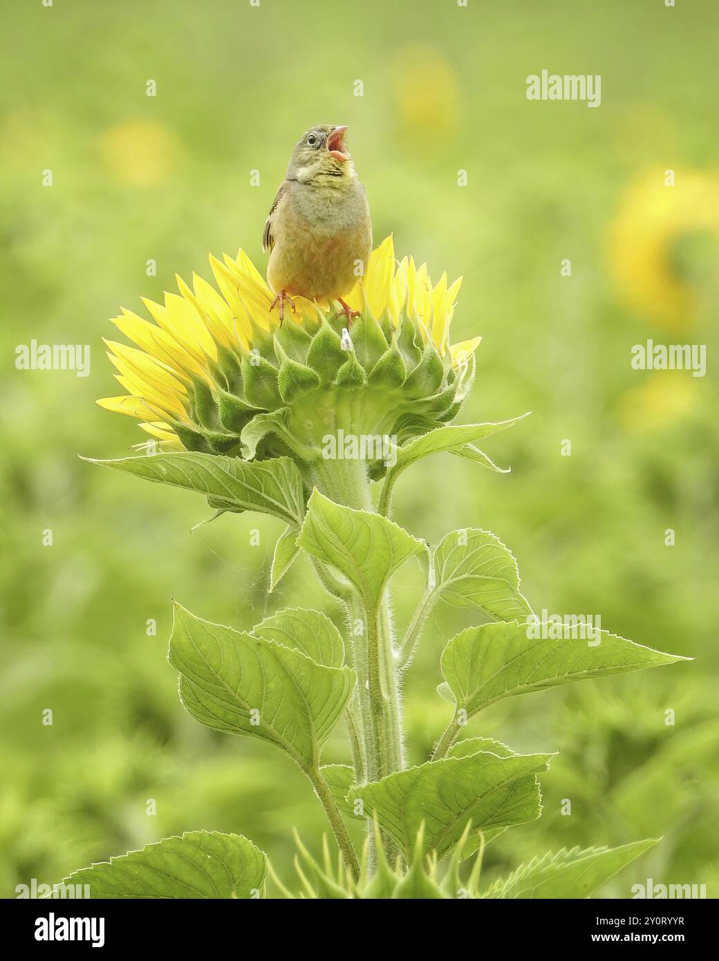 Ortolan bunting (Emberiza hortulana) Long-distance migrant, colourful ...