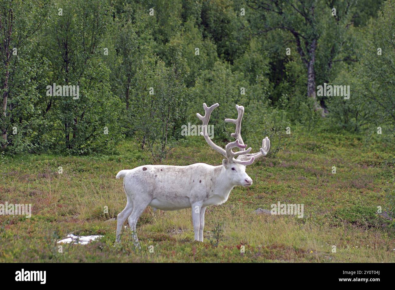 White reindeer standing quietly in the green forest, Finnmark, Norway ...