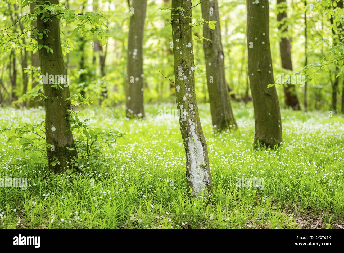 Common beech (Fagus sylvatica) forest in spring, Upper Palatinate ...