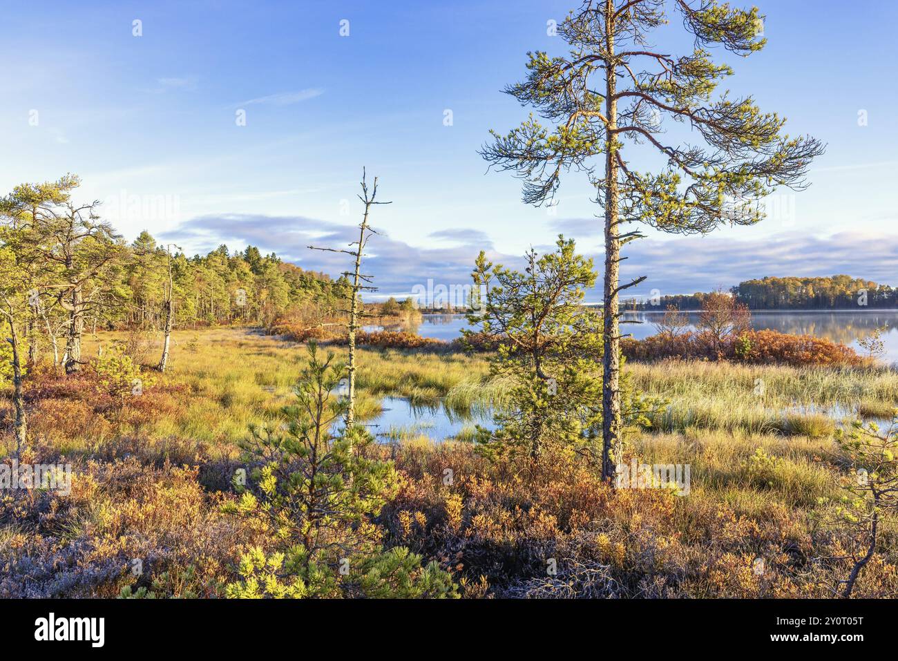 Scenics view at a bog with pine trees by a lake in the nordic ...