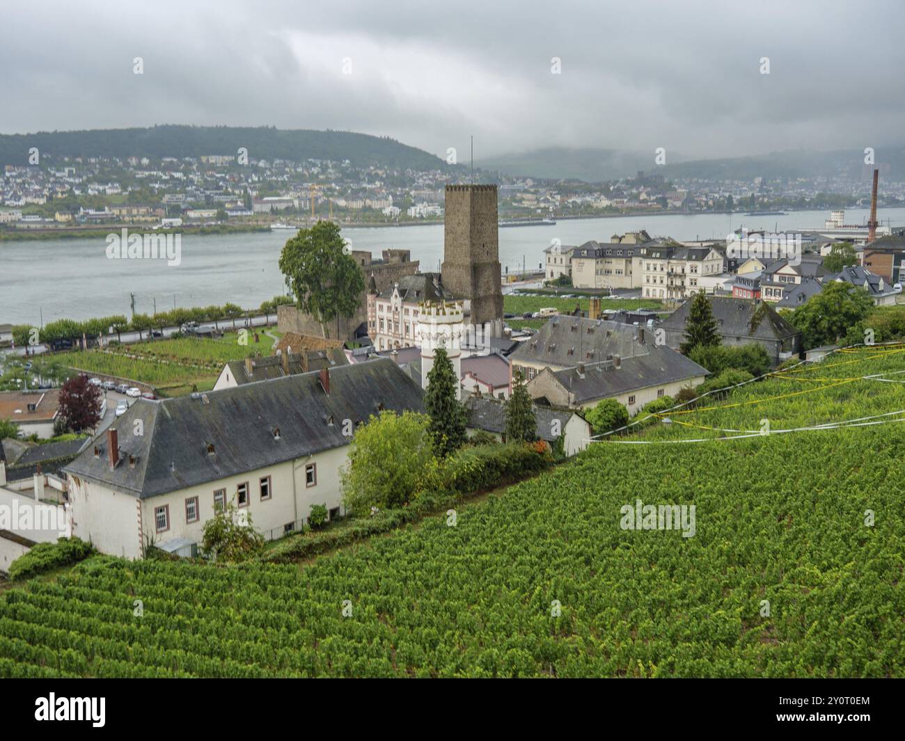 Castle ruins and houses with vineyards on a riverbank, bingen, rhine ...