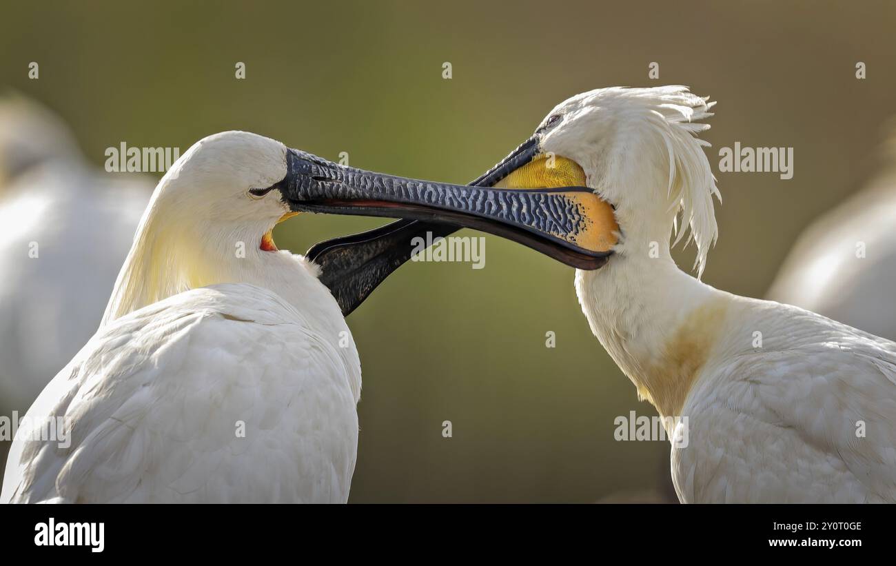 Eurasian spoonbill (Platalea leucorodia) also called spoonbill ...